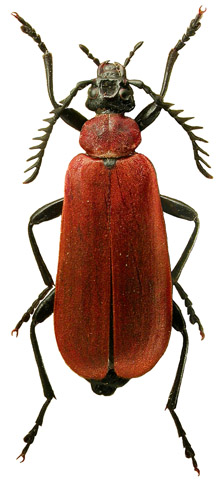 Pyrochroa coccinea | UK Beetle Recording