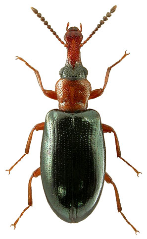 Salpingus ruficollis | UK Beetle Recording