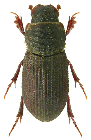 Rhyssemus germanus | UK Beetle Recording