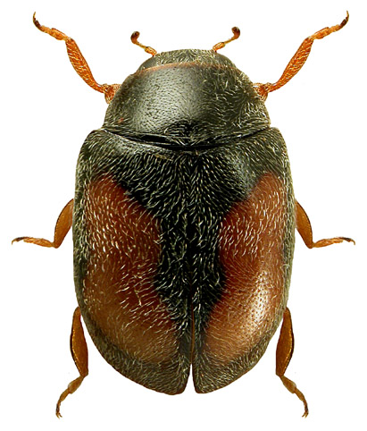 Nephus redtenbacheri | UK Beetle Recording
