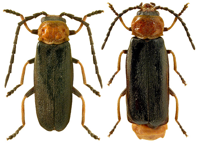 Silis ruficollis | UK Beetle Recording