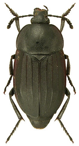 Silpha tristis | UK Beetle Recording
