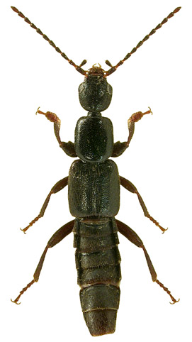 Tetartopeus terminatus | UK Beetle Recording
