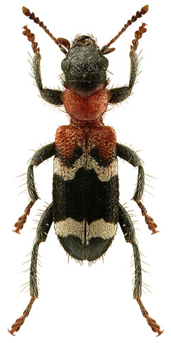 Thanasimus formicarius | UK Beetle Recording