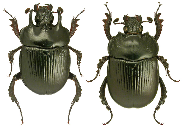 Typhaeus typhoeus | UK Beetle Recording
