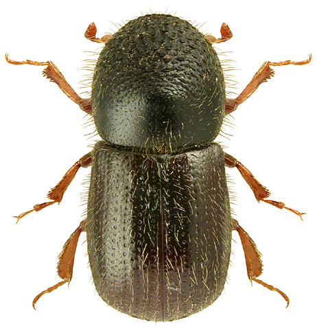 Photo Gallery | UK Beetle Recording