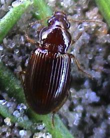 Bradycellus distinctus | UK Beetle Recording
