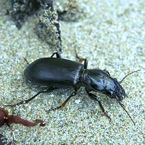 Broscus cephalotes | UK Beetle Recording