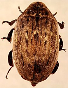 Byrrhus pilula | UK Beetle Recording