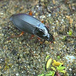 Photo Gallery | UK Beetle Recording