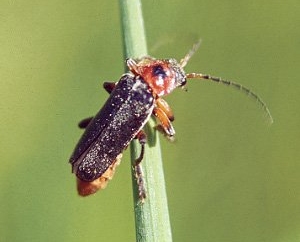 Cantharis rustica | UK Beetle Recording