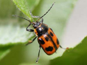 Cryptocephalus sexpunctatus | UK Beetle Recording