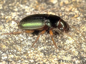 Harpalus affinis | UK Beetle Recording