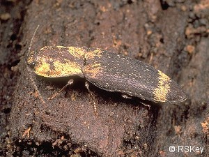 Lacon querceus | UK Beetle Recording