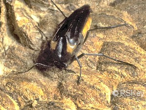 Metoecus paradoxus | UK Beetle Recording