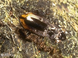 Notiophilus biguttatus | UK Beetle Recording