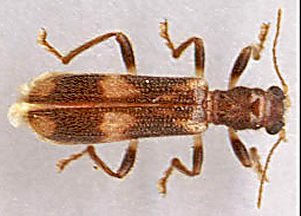 Opilo mollis | UK Beetle Recording