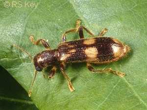 Opilo mollis | UK Beetle Recording