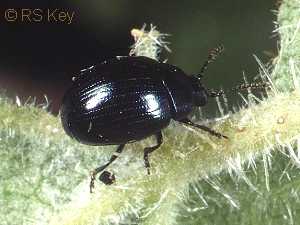 Phaedon cochleariae | UK Beetle Recording