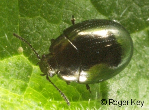 Phaedon tumidulus | UK Beetle Recording