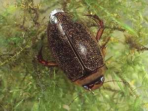 Rhantus exsoletus | UK Beetle Recording