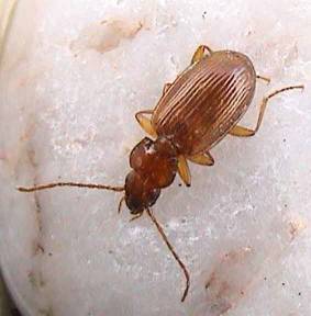 Photo Gallery | UK Beetle Recording