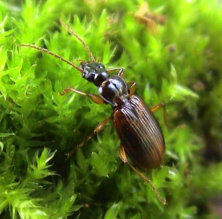 Trechus rubens | UK Beetle Recording