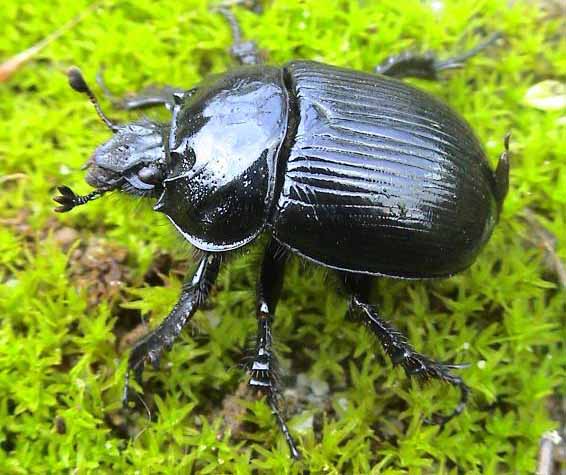 Typhaeus typhoeus | UK Beetle Recording