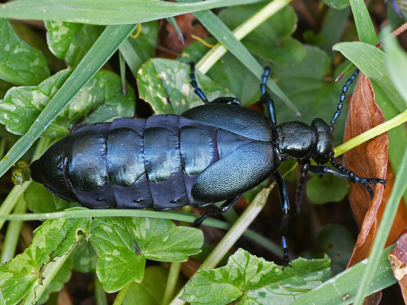 Blue Beetle Identification Uk