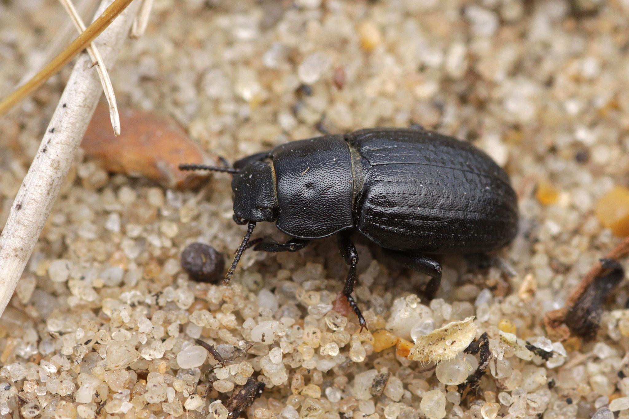 Tenebrionoidea Recording Scheme | UK Beetle Recording