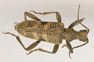 Gallery | UK Beetle Recording