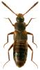 Pella humeralis | UK Beetle Recording