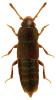 Phloeocharis subtilissima | UK Beetle Recording